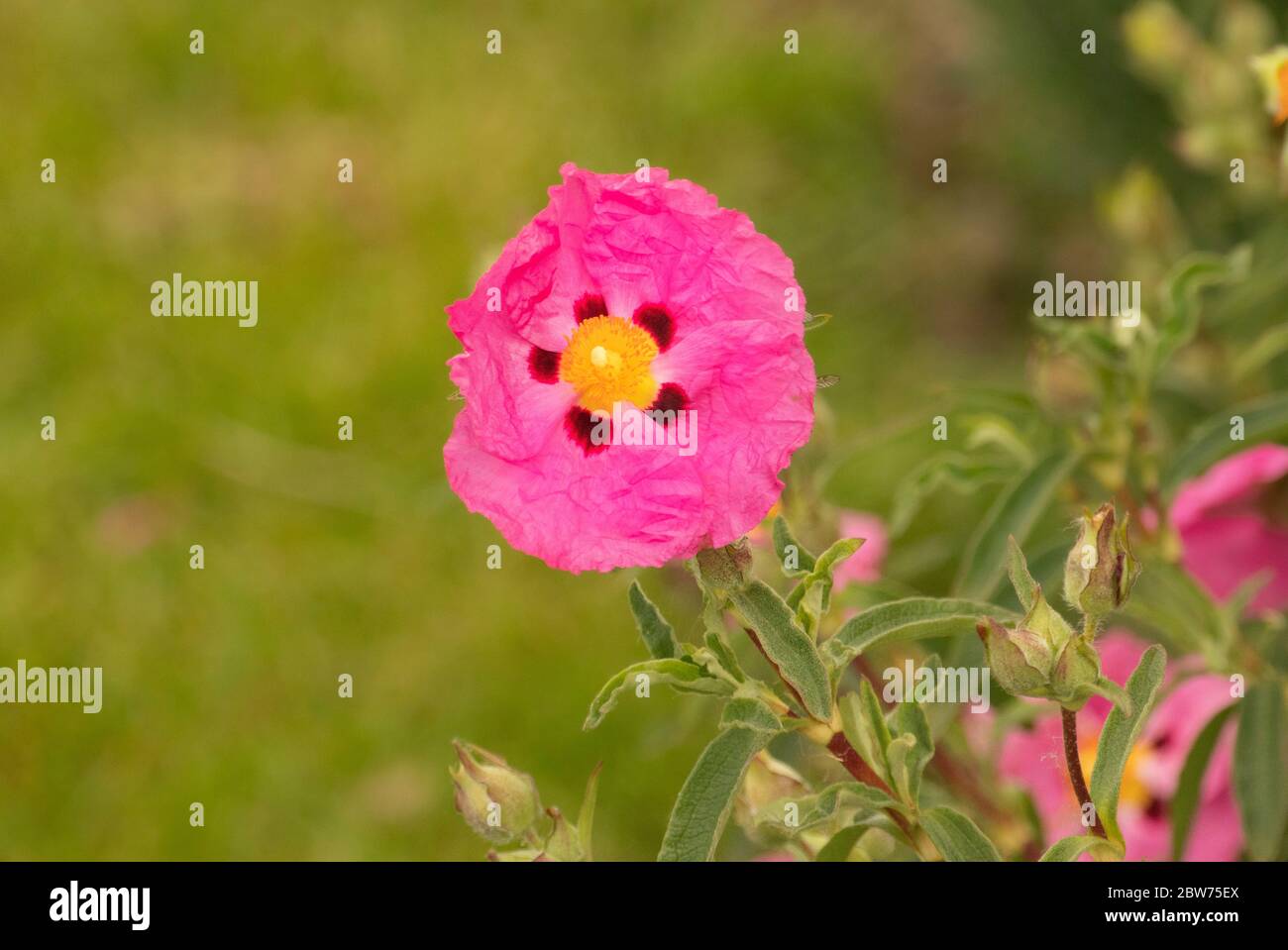 Bright pink flower with yellow centre hi-res stock photography and ...