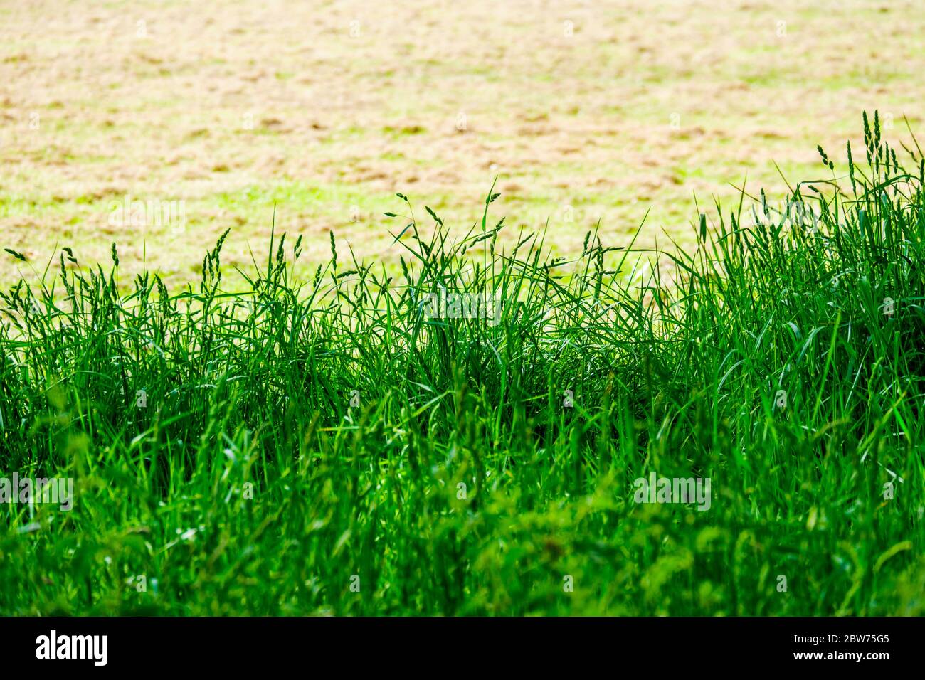 Feather grass at the edge of a field on a sunny day Stock Photo - Alamy