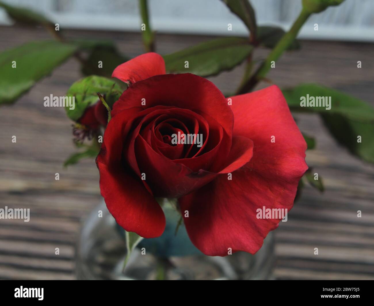 Pink flower plant red smell natural beauty color Stock Photo - Alamy