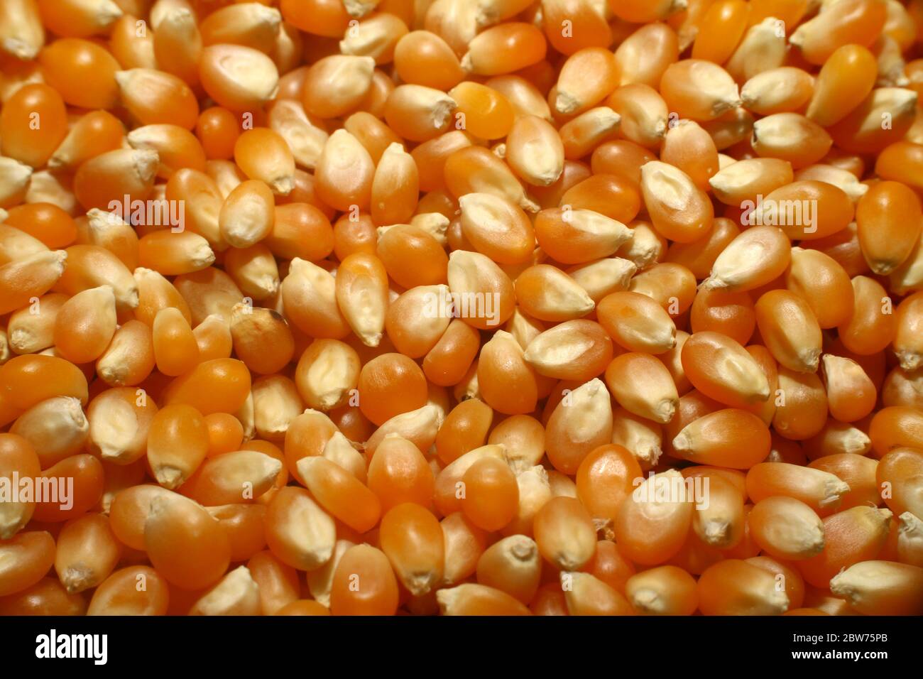 corn grains seed macro, close up background Stock Photo - Alamy