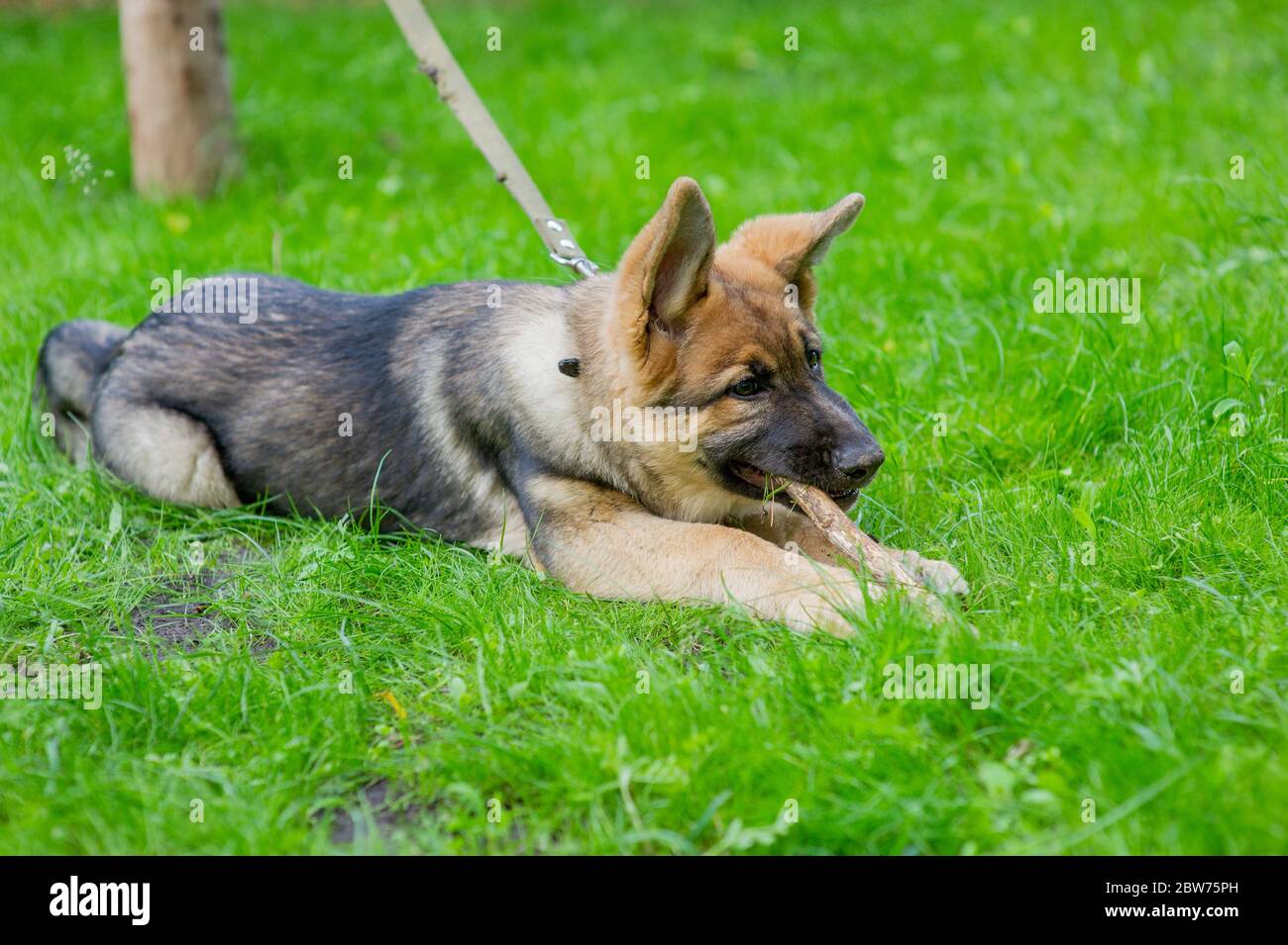 Shepherd Portrait. A cute east european shepherd dog. Puppy on grass ...