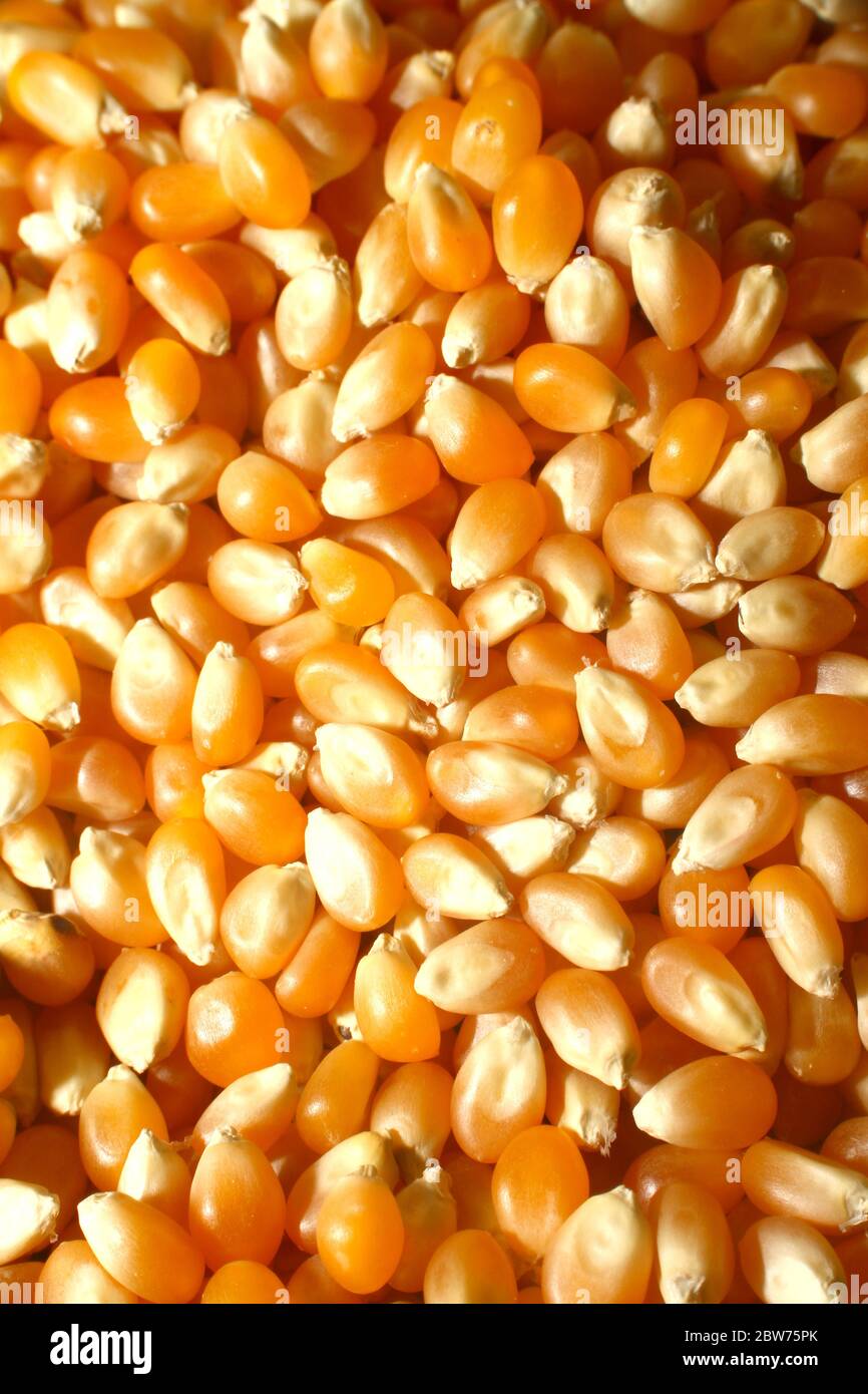corn grains seed macro, close up background Stock Photo - Alamy