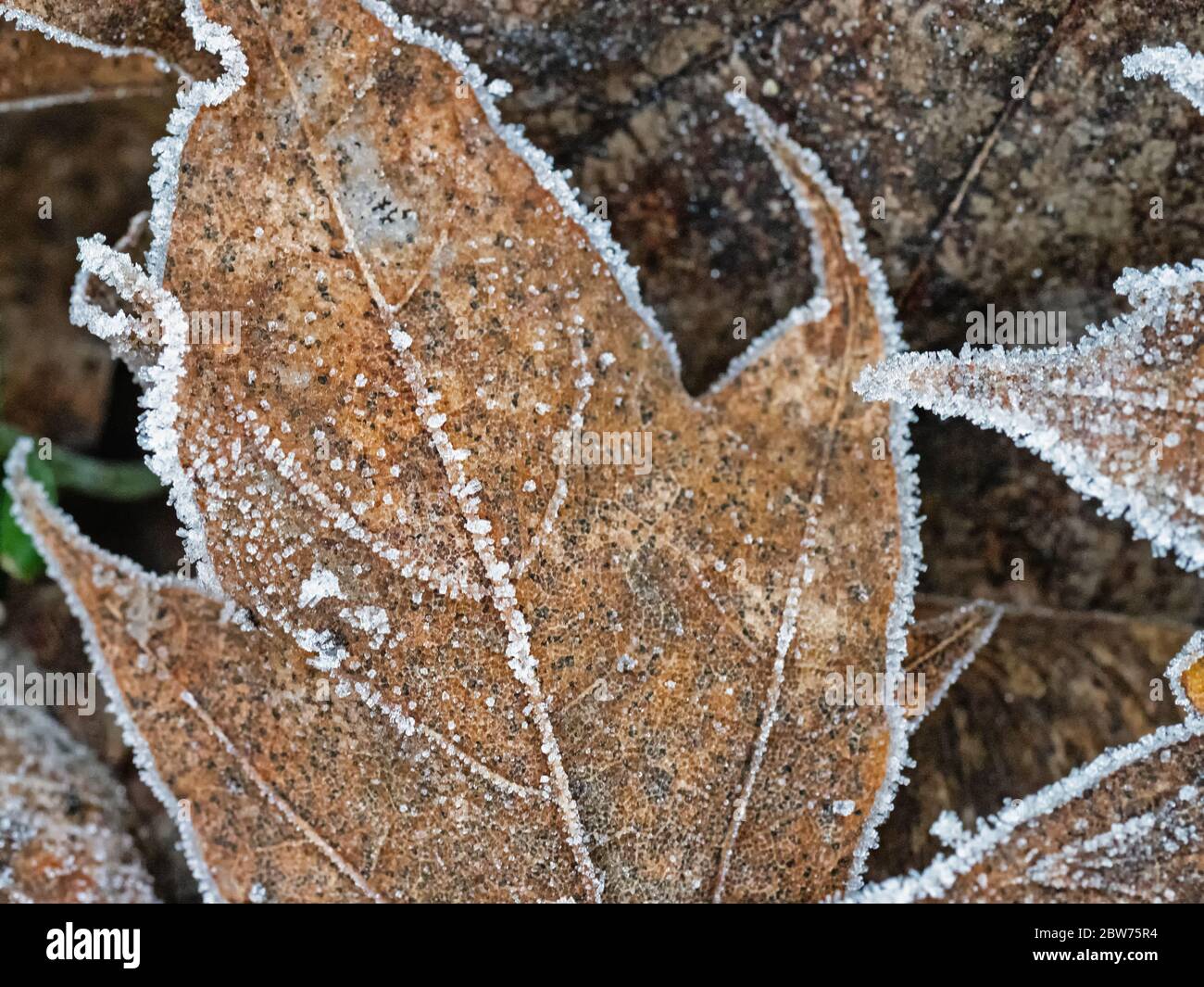 Frost leaves maple leaf hi-res stock photography and images - Alamy