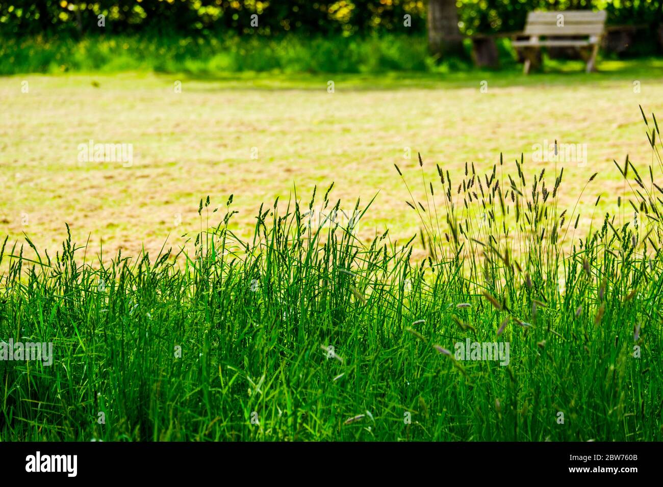Feather grass at the edge of a field on a sunny day Stock Photo - Alamy