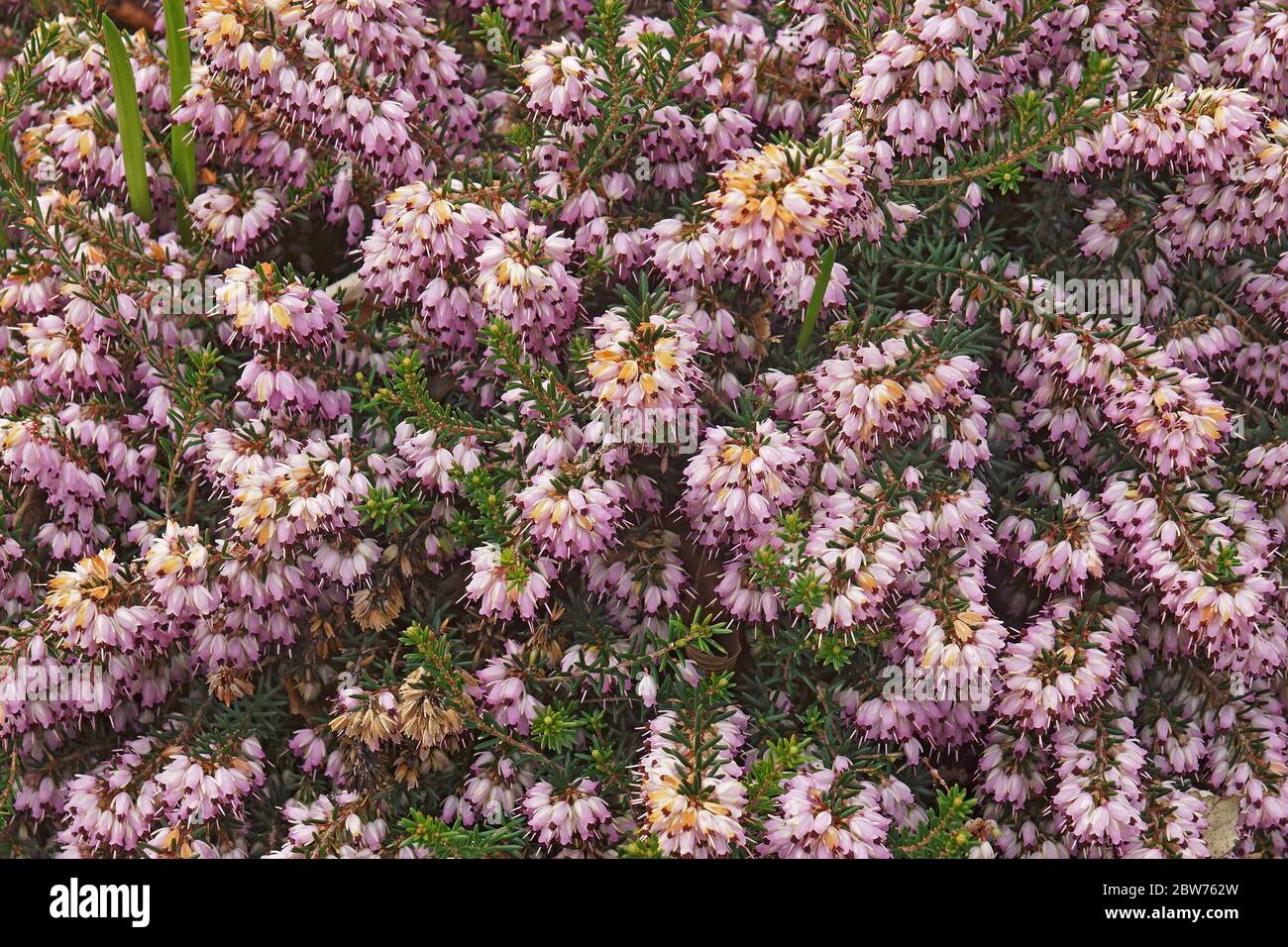 Spring heath (Erica carnea). Called Winter heath also Stock Photo - Alamy