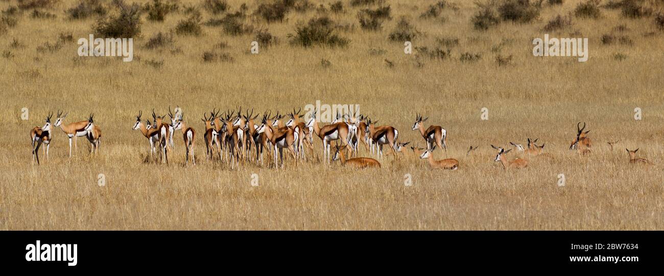 Springbok face hi-res stock photography and images - Alamy