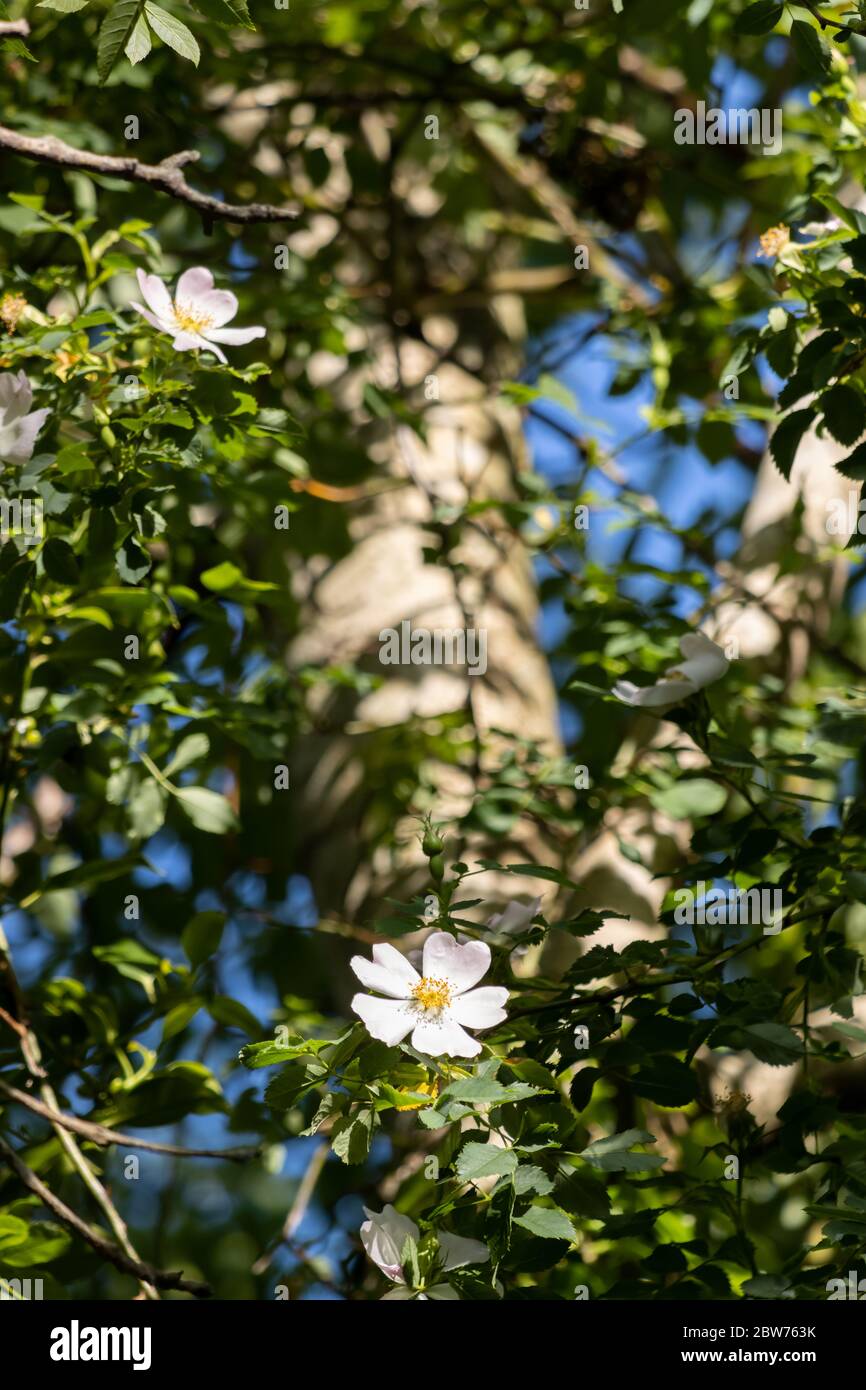 Wild white Dog Rose (Rosa canina) growing high up in a tree Stock Photo ...