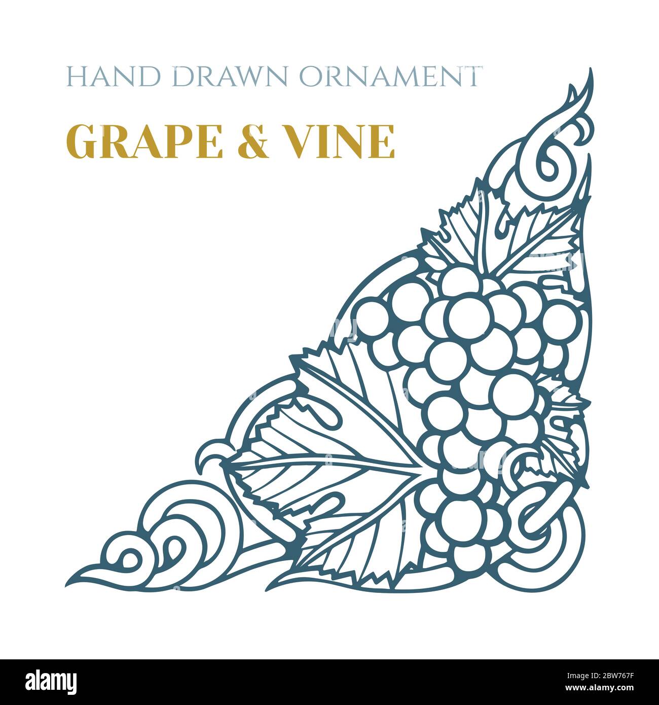 Grape and vine. Hand drawn grape bunch engraving style illustration ...