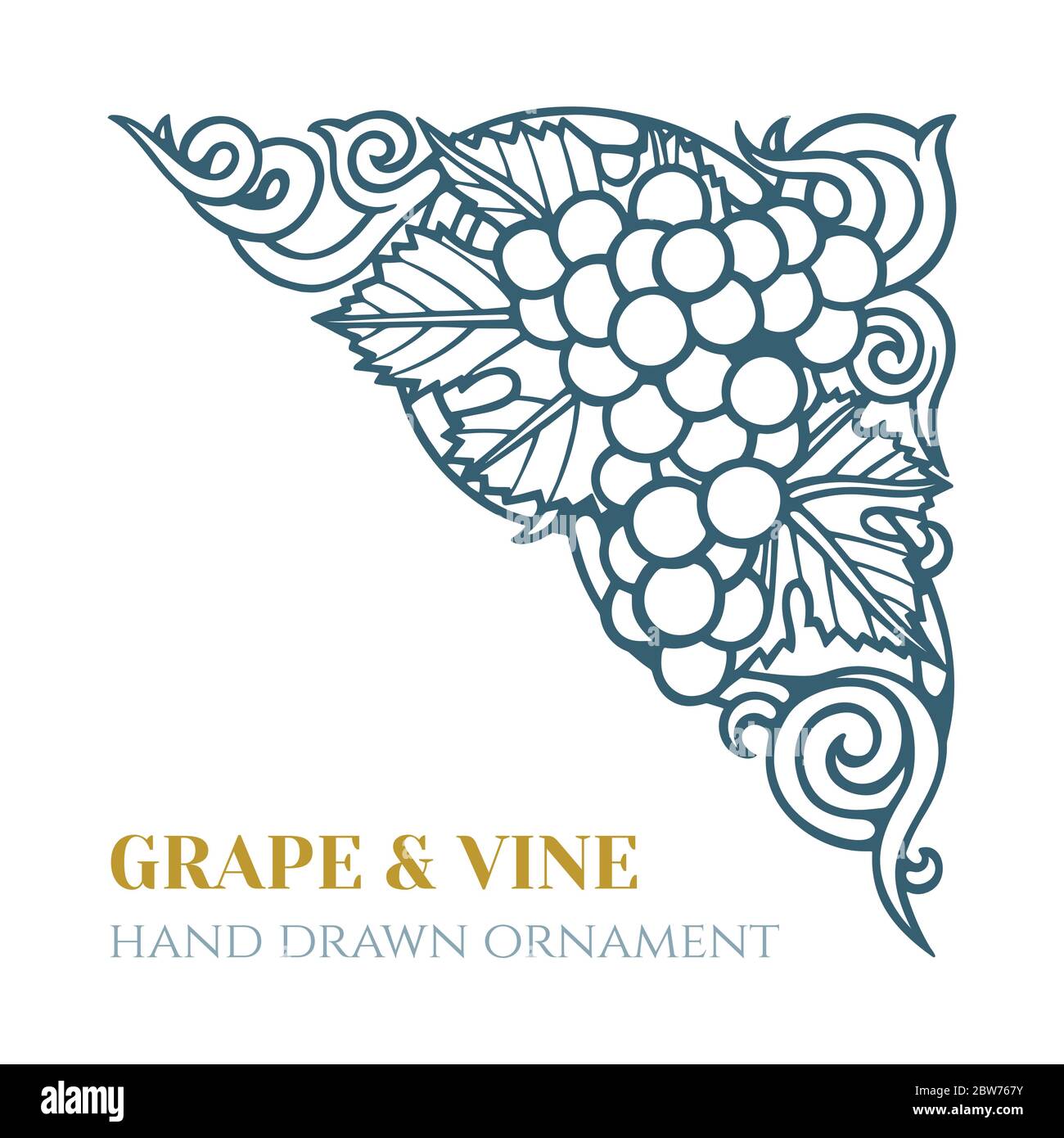 Grape and vine. Hand drawn grape bunch engraving style illustration ...