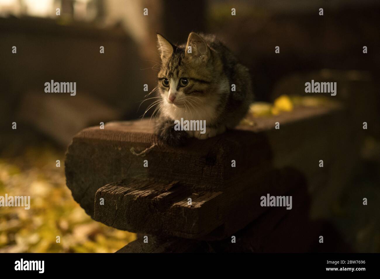 A lonely kitten Stock Photo - Alamy