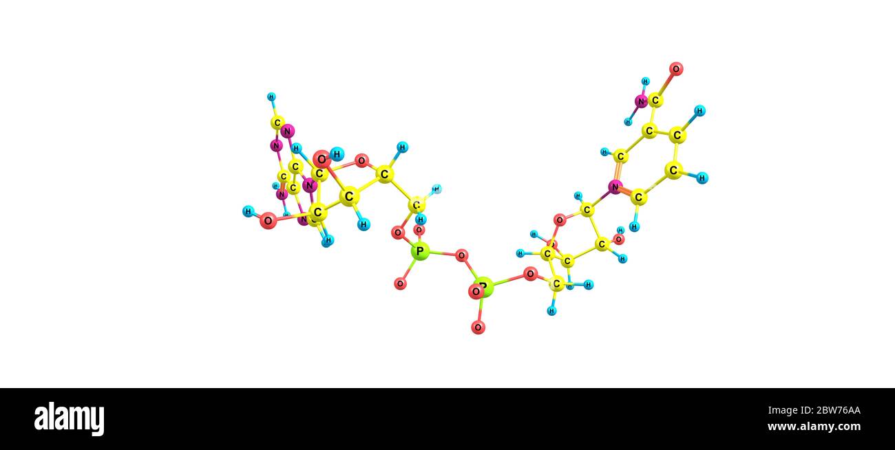 Nicotinamide adenine dinucleotide or NAD is a coenzyme found in all ...