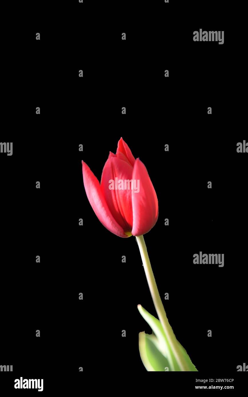 Single flower tulip hi-res stock photography and images - Alamy
