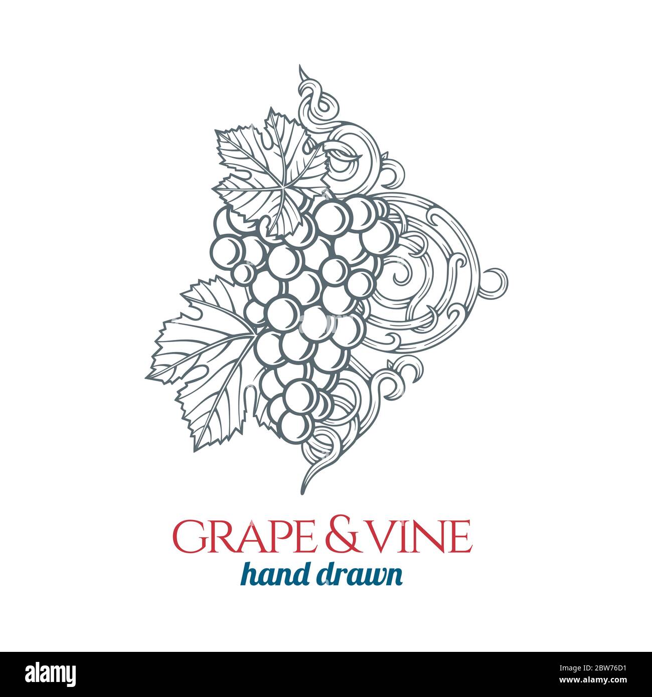 Grape and vine. Hand drawn grape bunch engraving style illustration ...