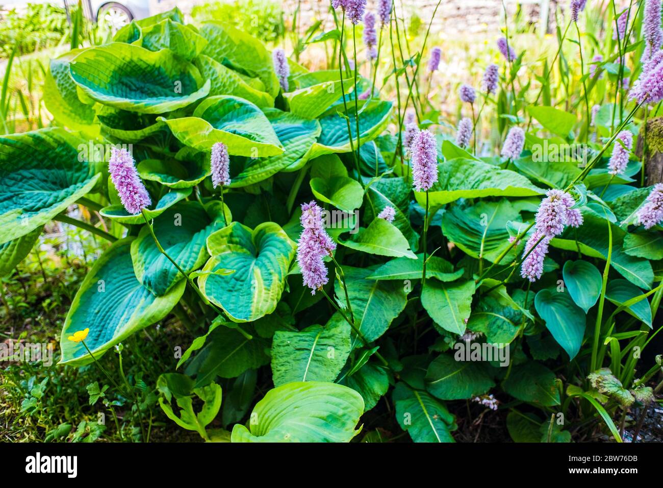 Mass of flower Common Bistort plant beside a garden pond Stock Photo ...