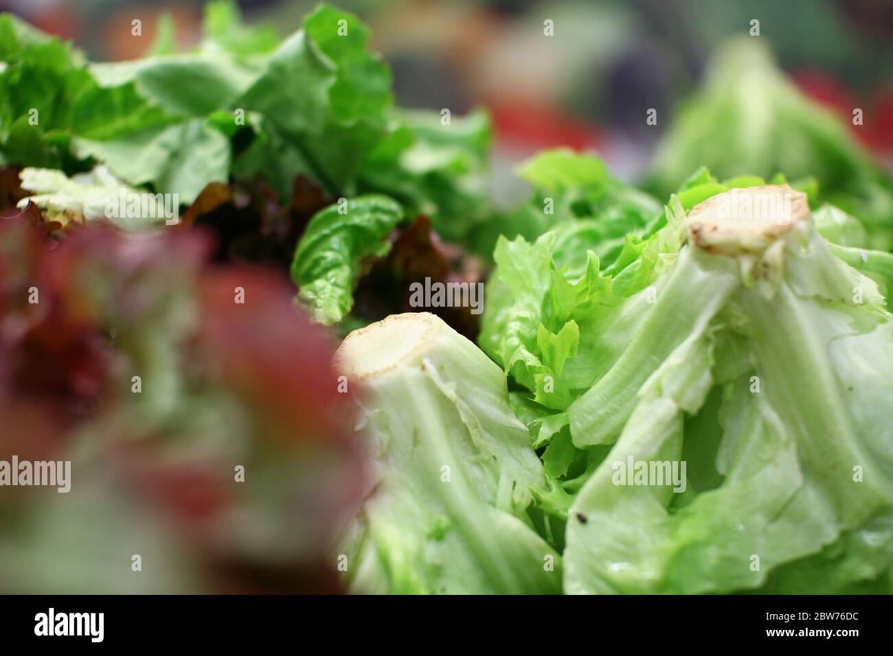 Red bibb lettuce hi-res stock photography and images - Alamy