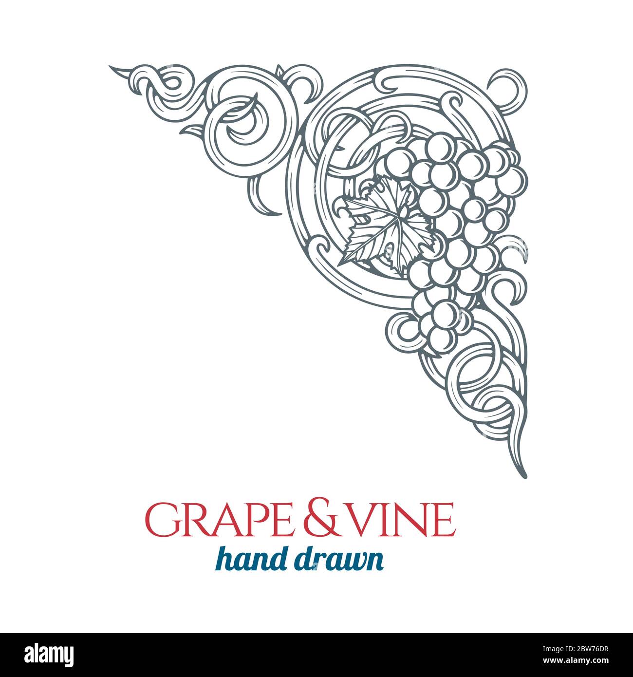 Grape and vine. Hand drawn grape bunch engraving style illustration ...