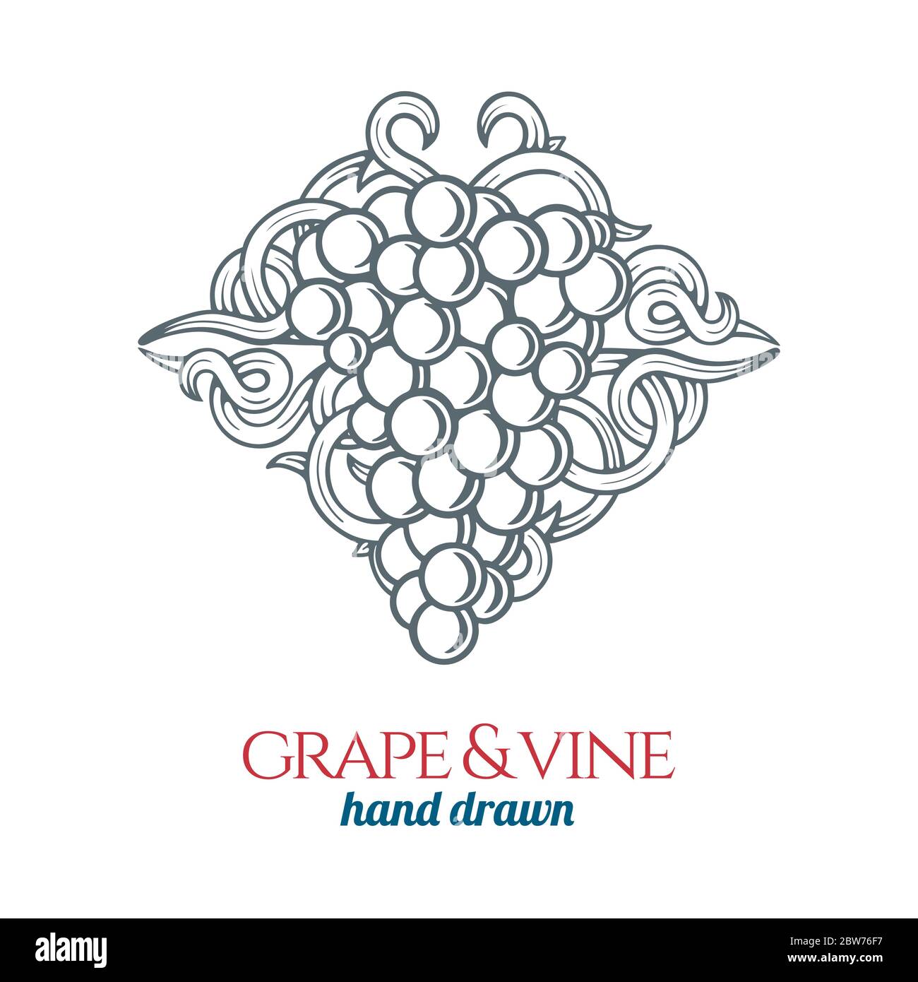 Grape and vine. Hand drawn grape bunch engraving style illustration ...