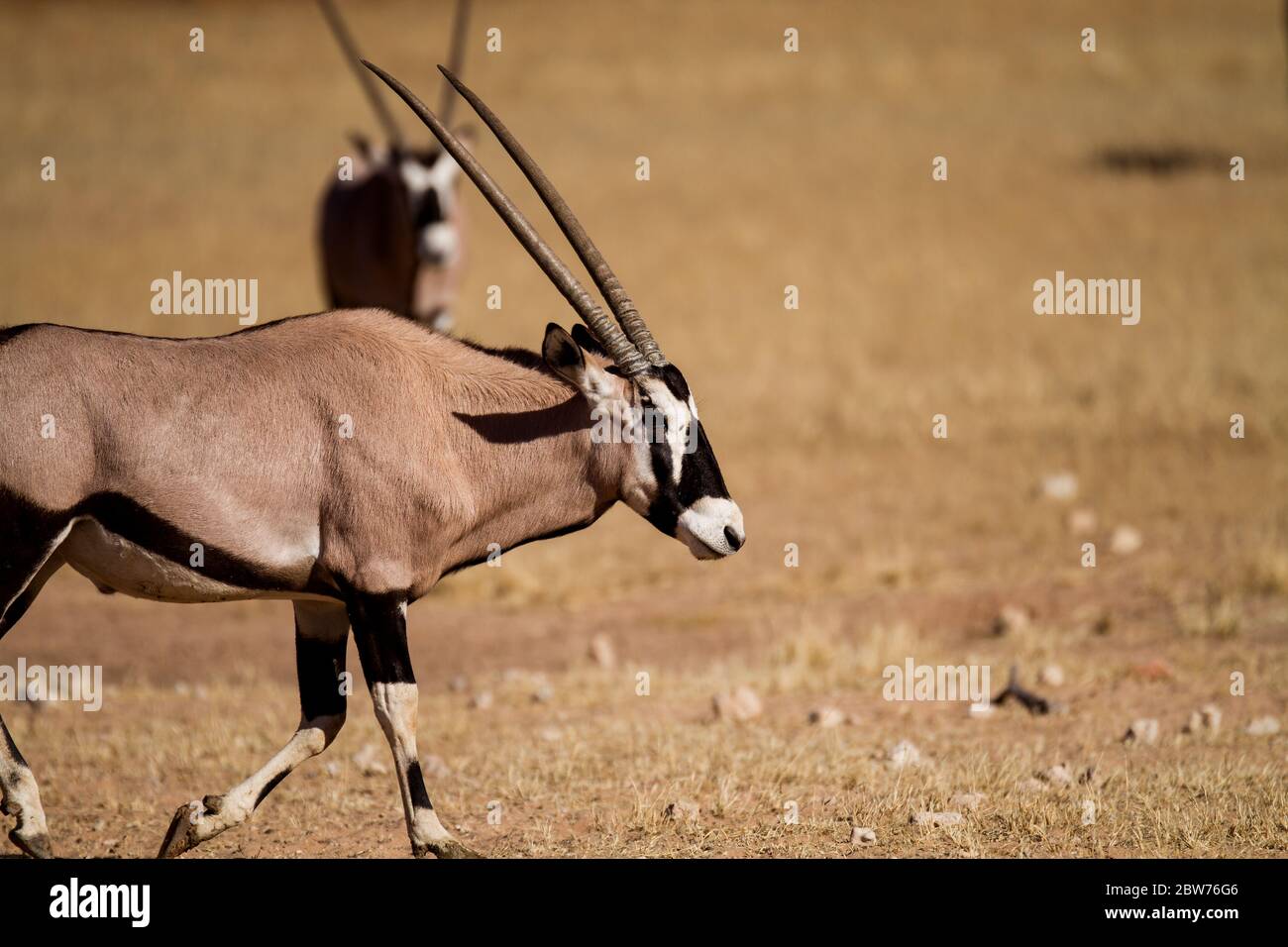 Oryx face hi-res stock photography and images - Alamy