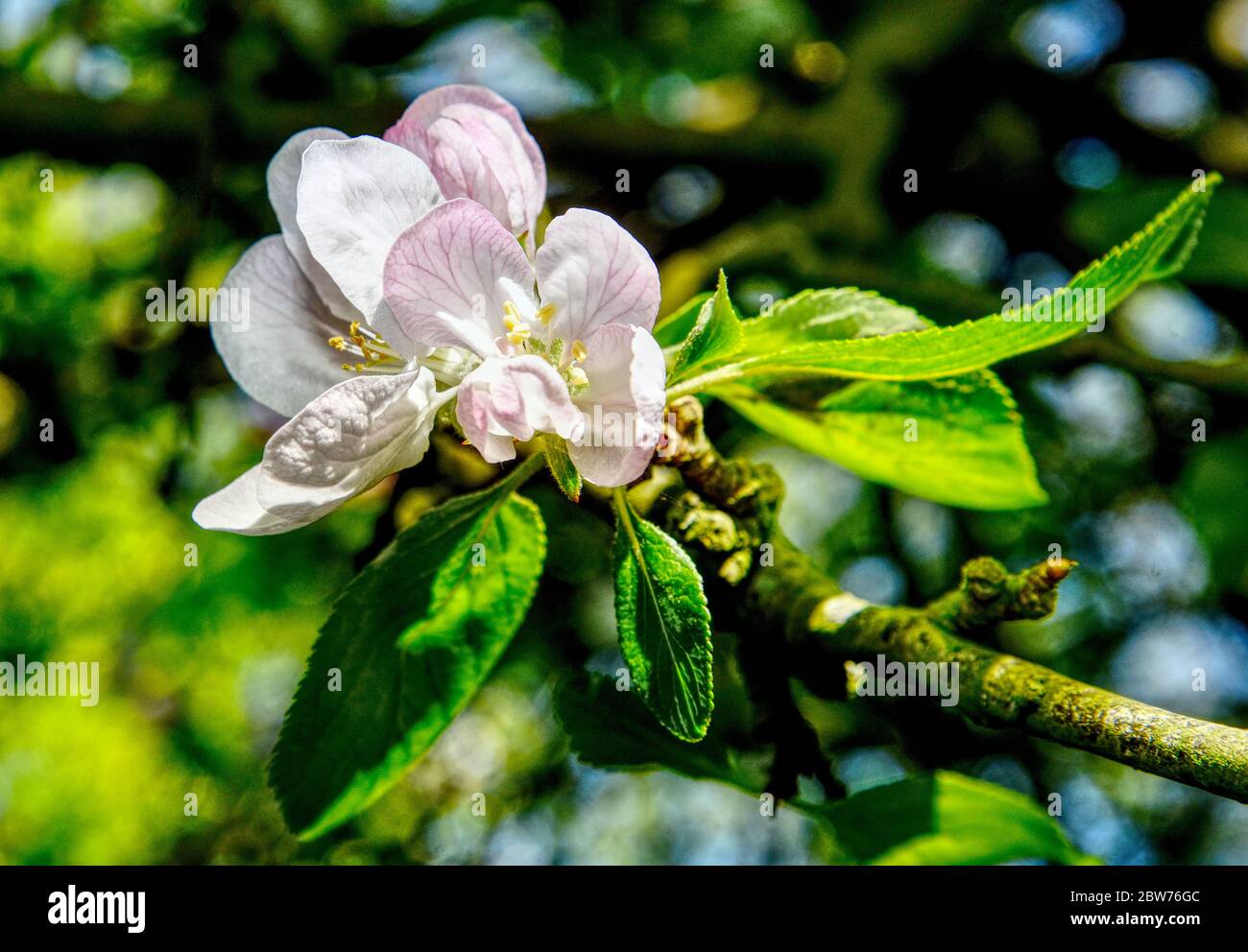Bright future apple garden hi-res stock photography and images - Alamy
