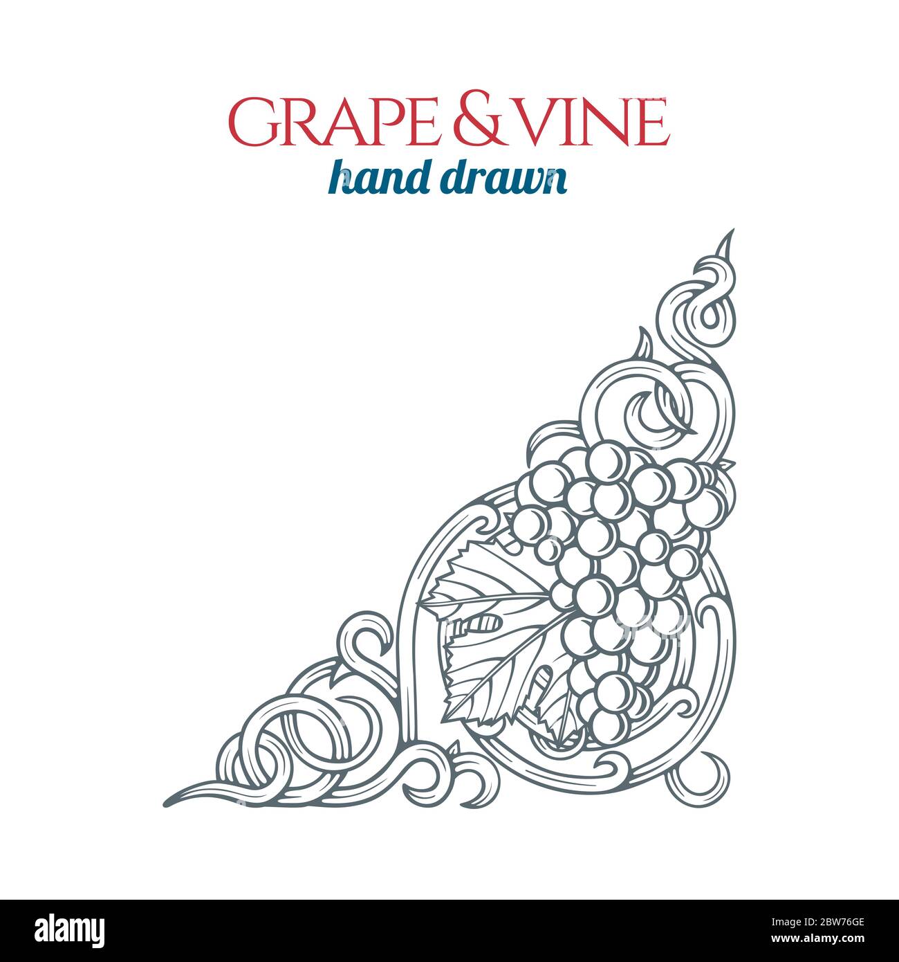 Grape and vine. Hand drawn grape bunch engraving style illustration ...