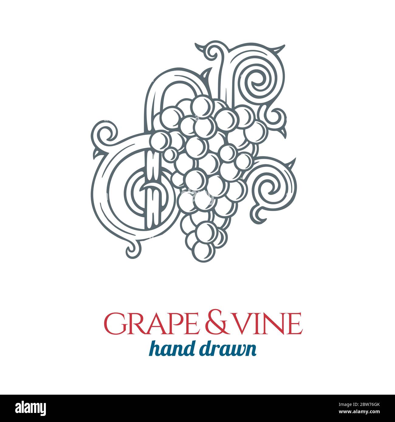 Grape and vine. Hand drawn grape bunch engraving style illustration ...