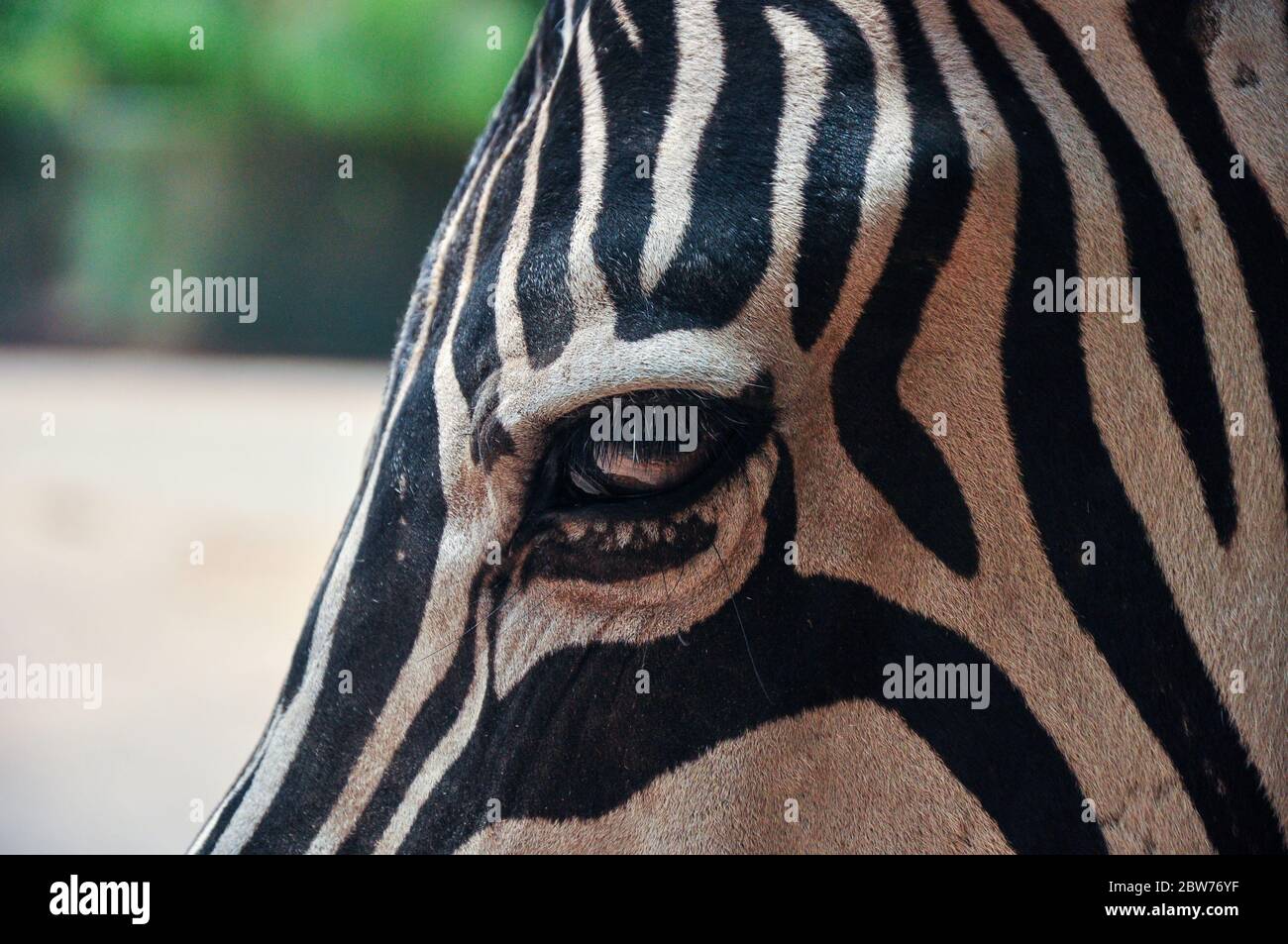 Zebra eye close up hi-res stock photography and images - Alamy