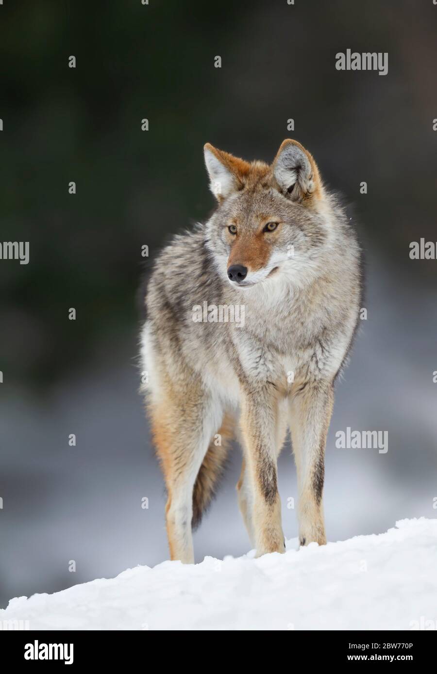 Wolf Pack Hunting Wallpaper
