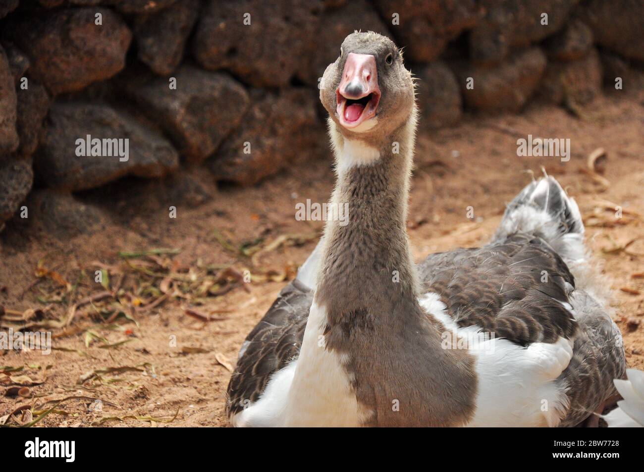 Laughing goose hi-res stock photography and images - Alamy