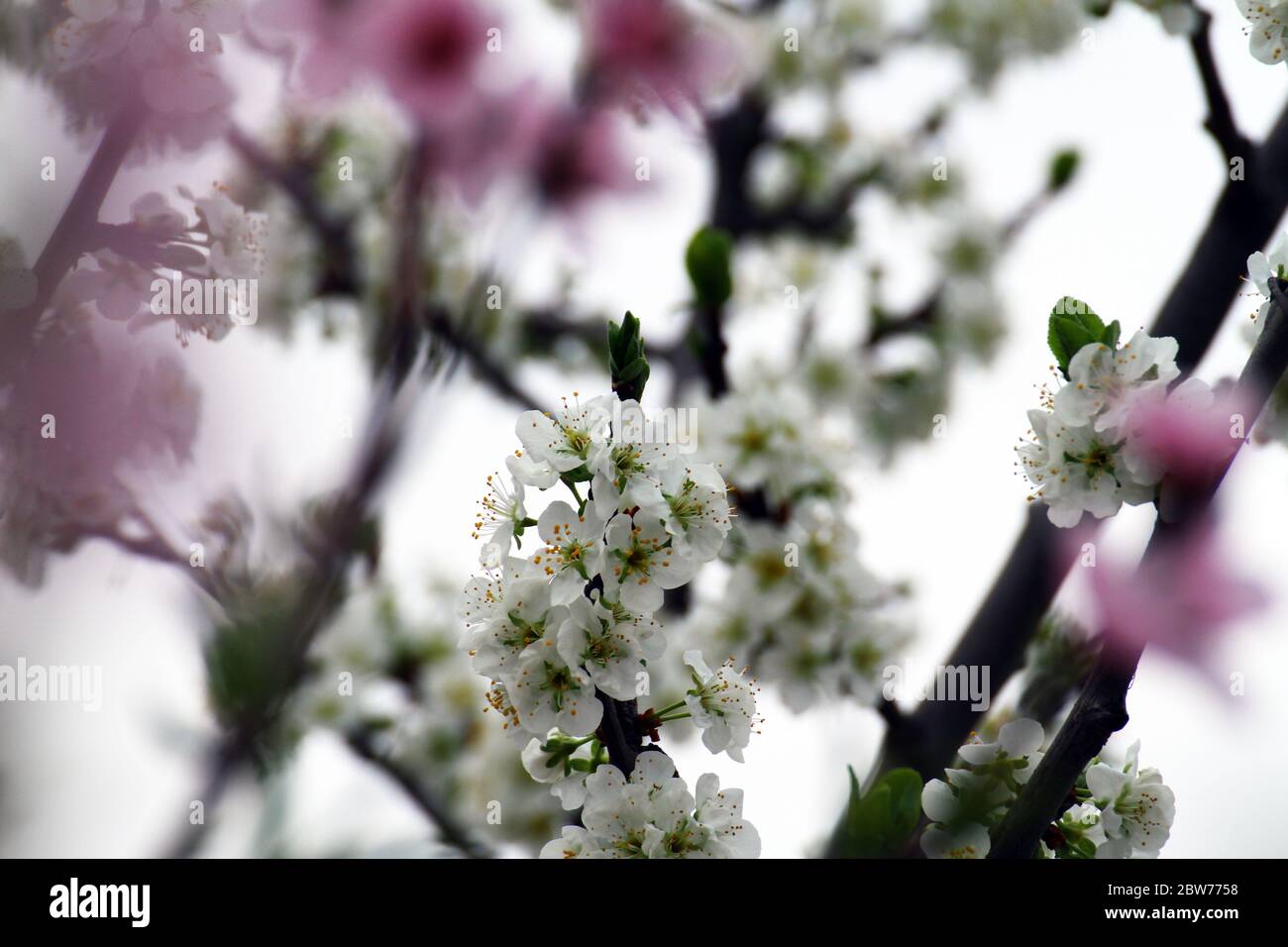 flowering tree in spring sun day macro Stock Photo - Alamy