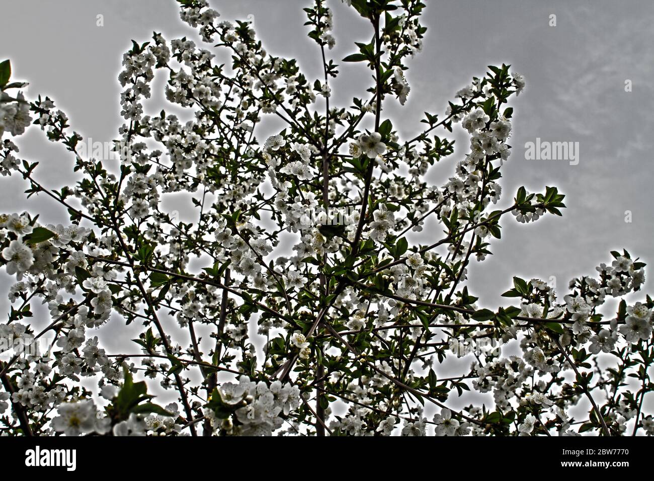flowering tree in spring sun day macro Stock Photo - Alamy