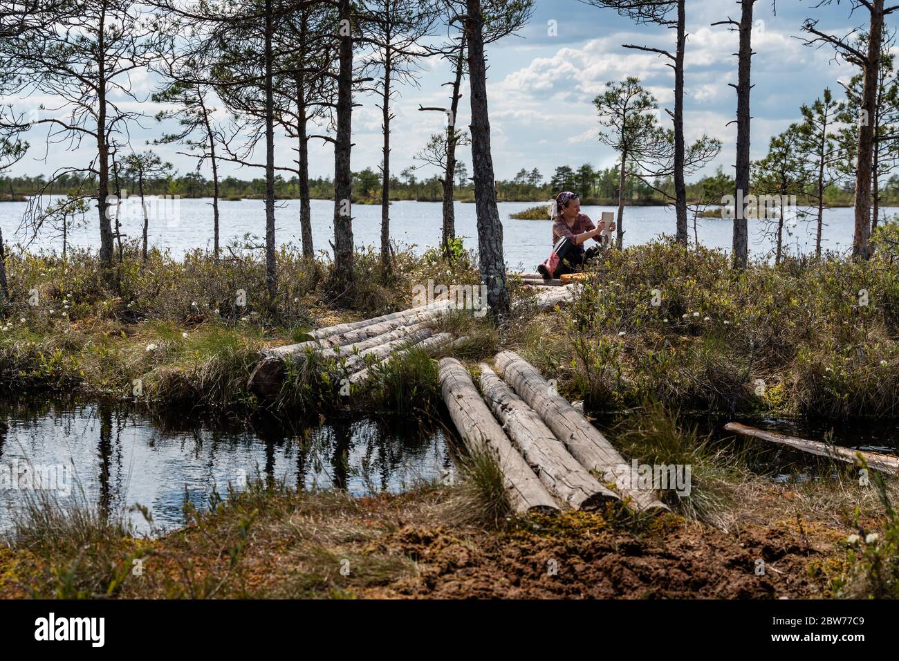 Travel through the high bog Yelnya, Belarus Stock Photo - Alamy