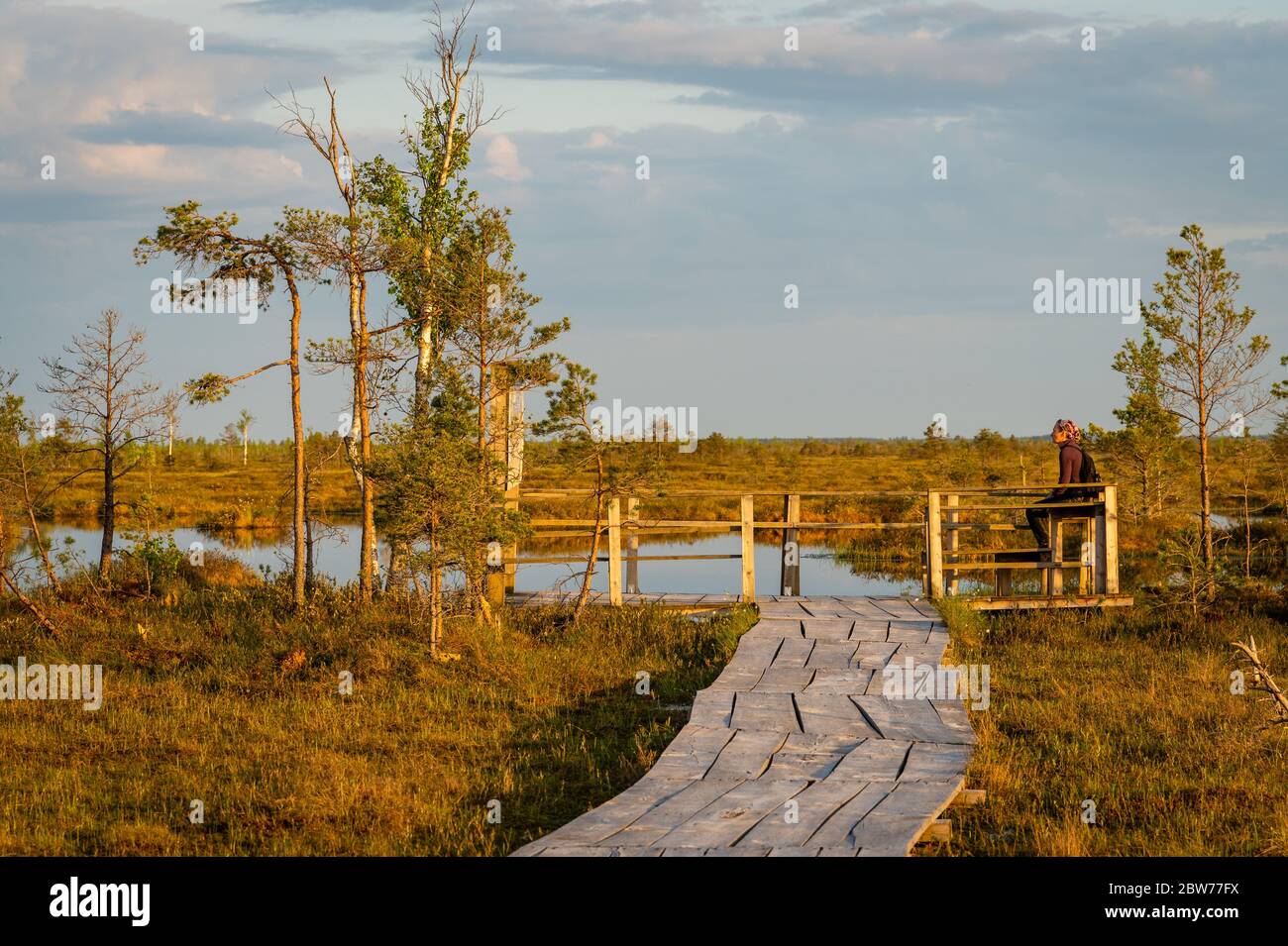 Travel through the high bog Yelnya, Belarus Stock Photo - Alamy