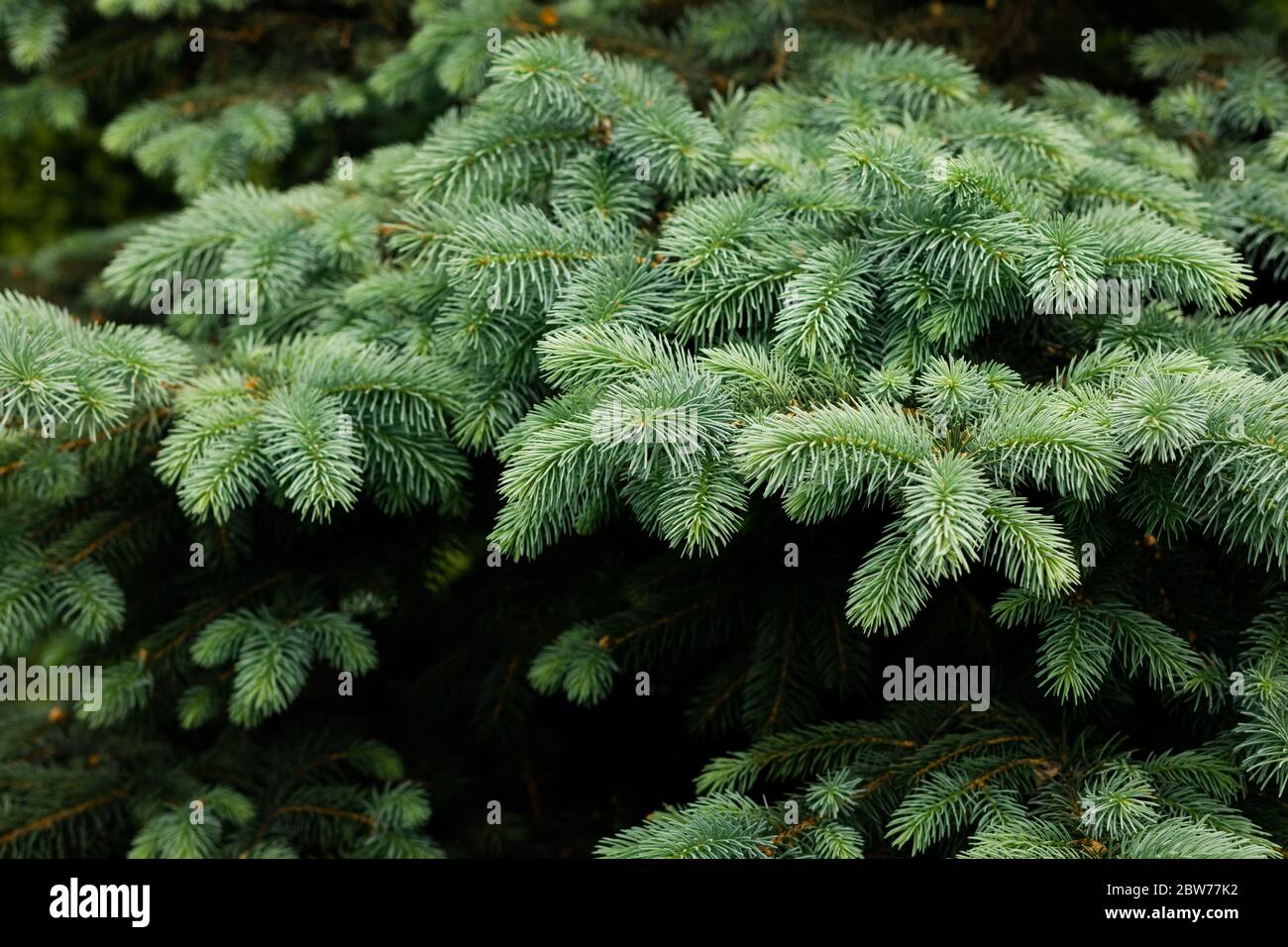 Lush evergreen tree hi-res stock photography and images - Alamy
