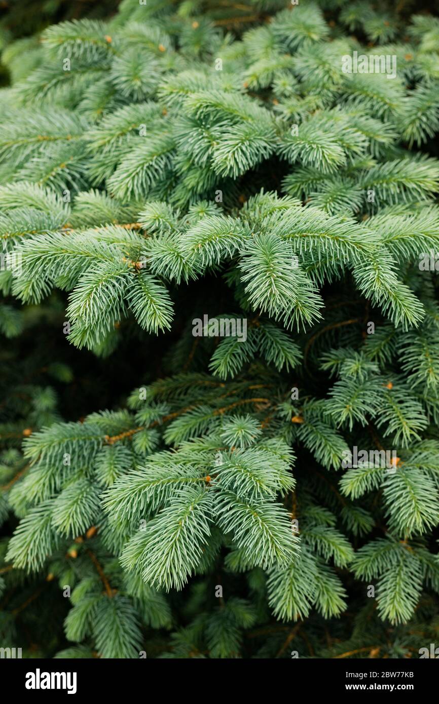 Lush decoration hi-res stock photography and images - Alamy