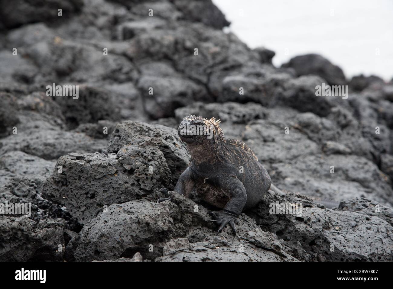 Iguana marina de galápagos hi-res stock photography and images - Alamy