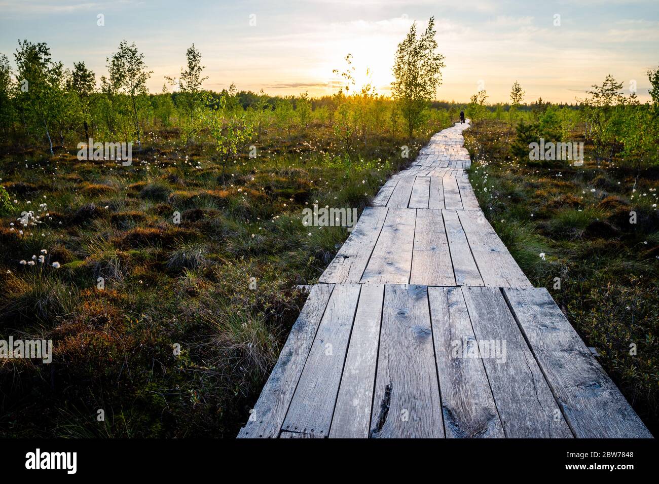 Travel through the high bog Yelnya, Belarus Stock Photo - Alamy
