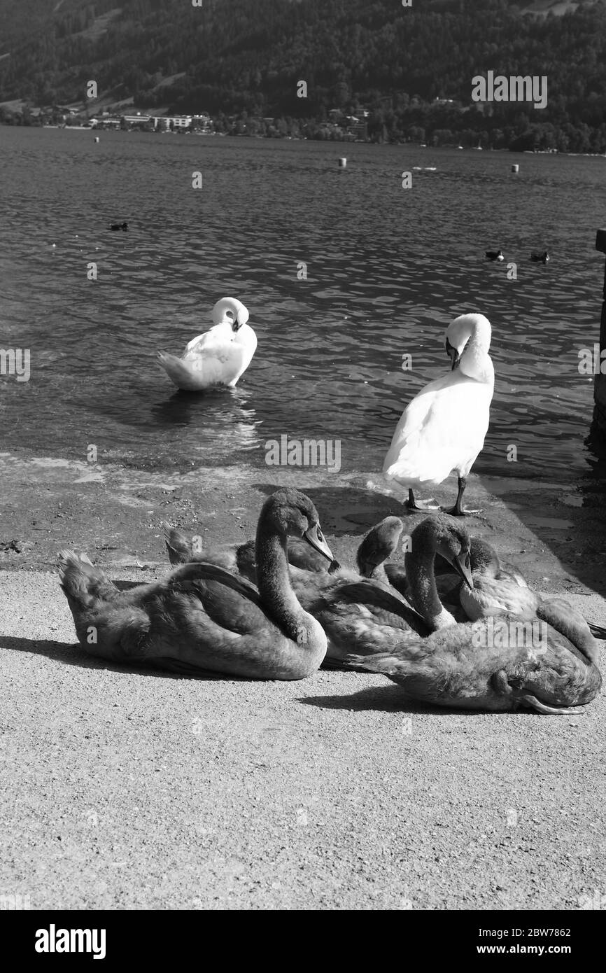 Austria road alps Black and White Stock Photos & Images - Alamy