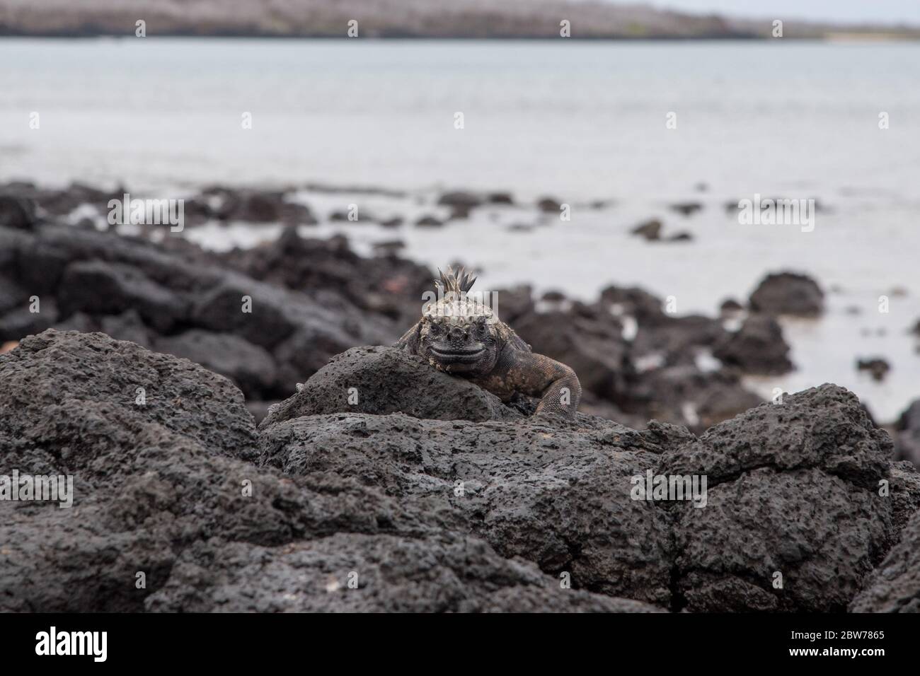 Iguana marina de galápagos hi-res stock photography and images - Alamy