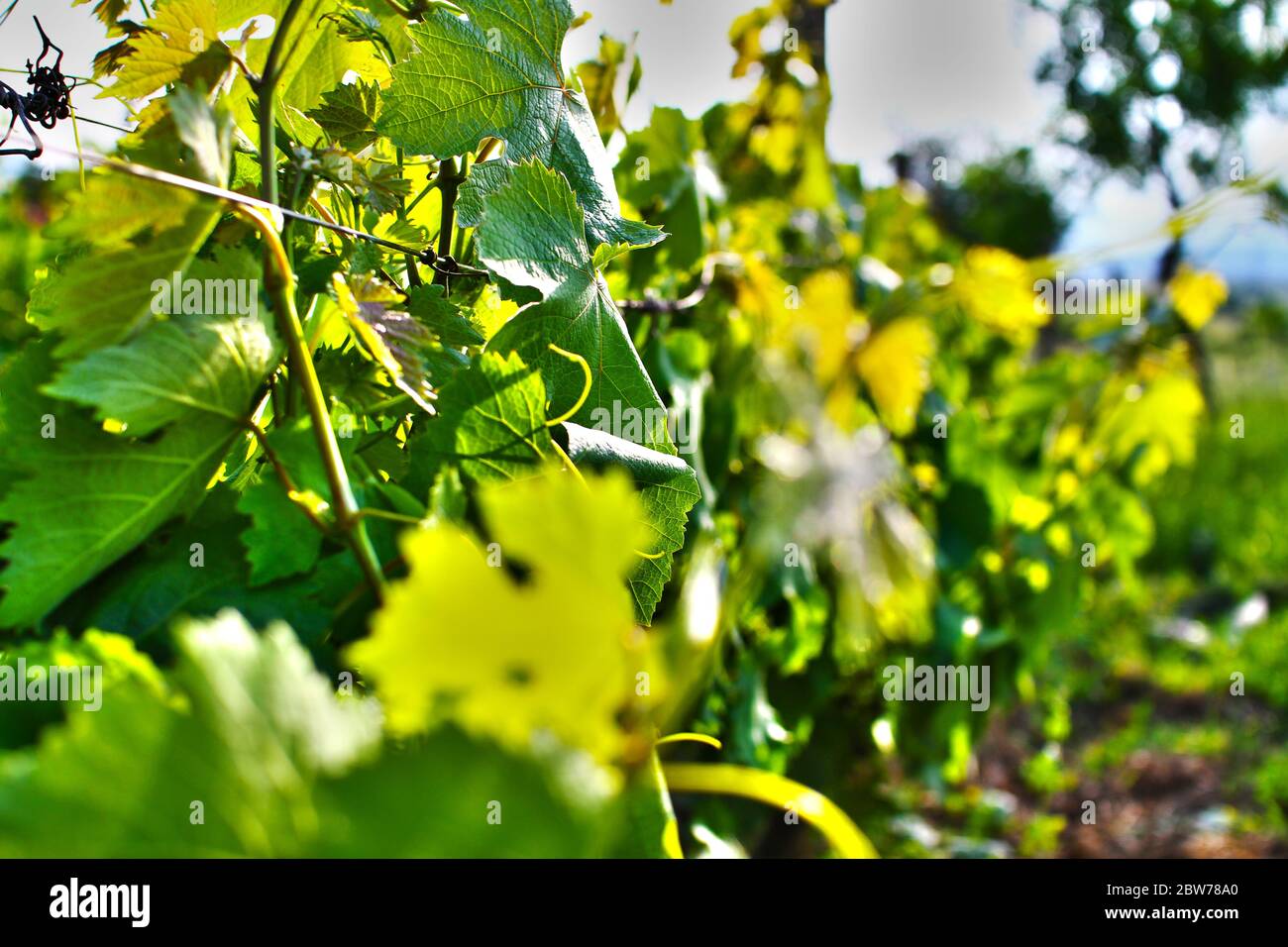 Deep cut leaves hi-res stock photography and images - Alamy