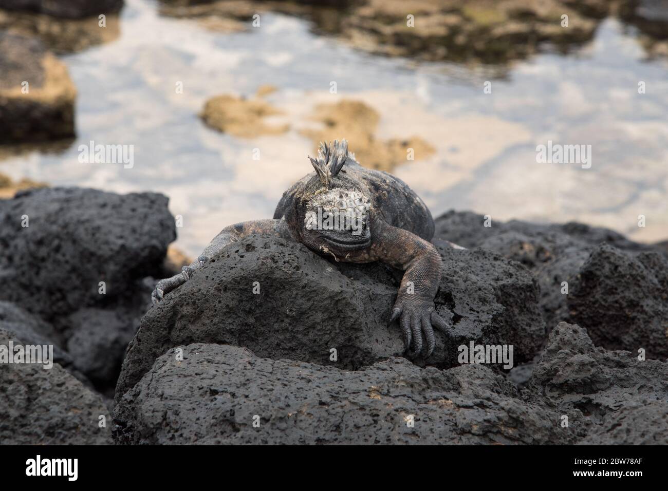 Iguana marina de galápagos hi-res stock photography and images - Alamy