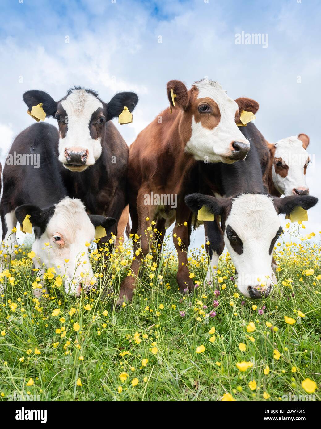 group of curious calves in green meadow full of yellow buttercups Stock ...