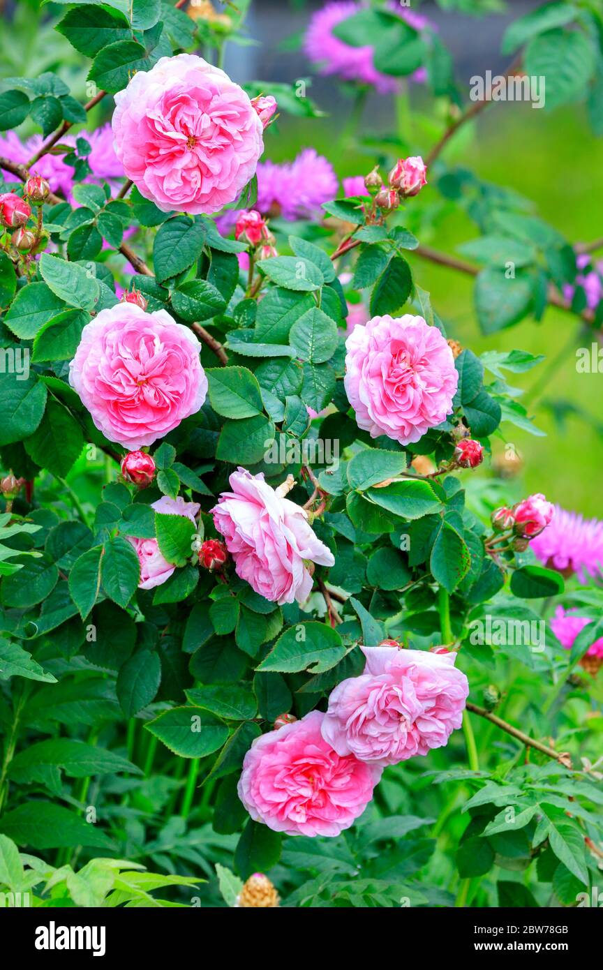 Fresh and bright flowering bush of pink tea rose in a spring garden ...