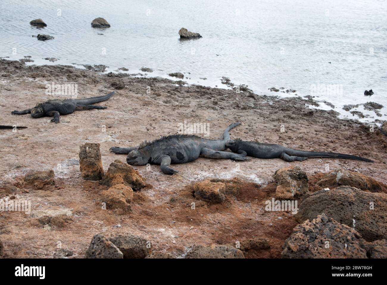 Iguana marina de galápagos hi-res stock photography and images - Alamy