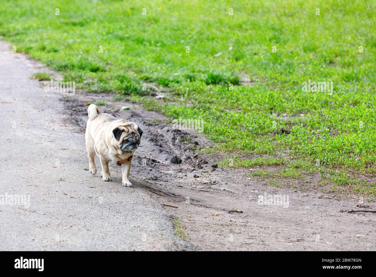 Sad pug hi-res stock photography and images - Alamy