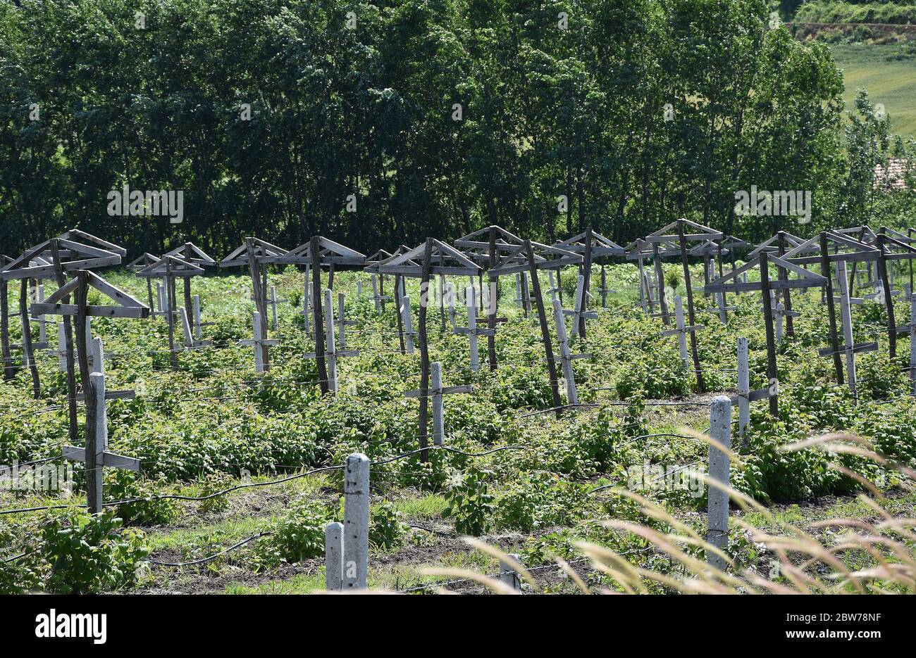 Orchard in rural part of the country Stock Photo - Alamy