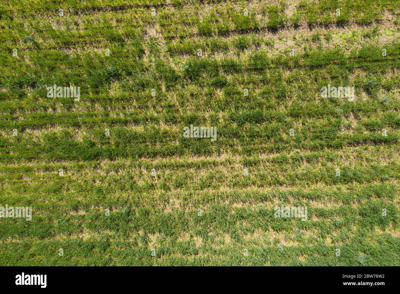 farm field, agriculture, view from above Stock Photo - Alamy