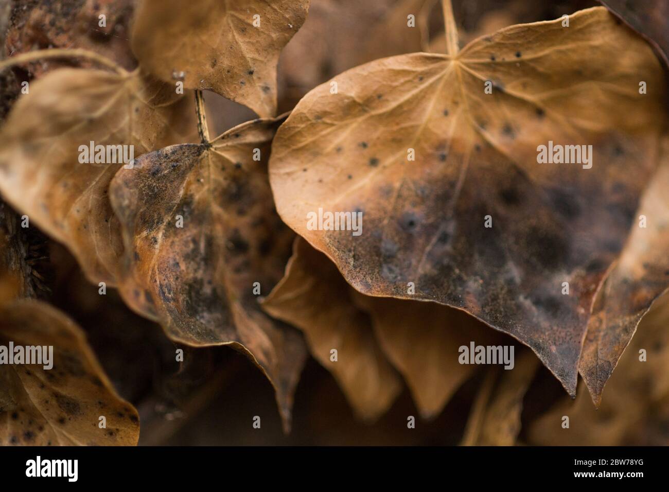 Decomposed leaves hi-res stock photography and images - Alamy