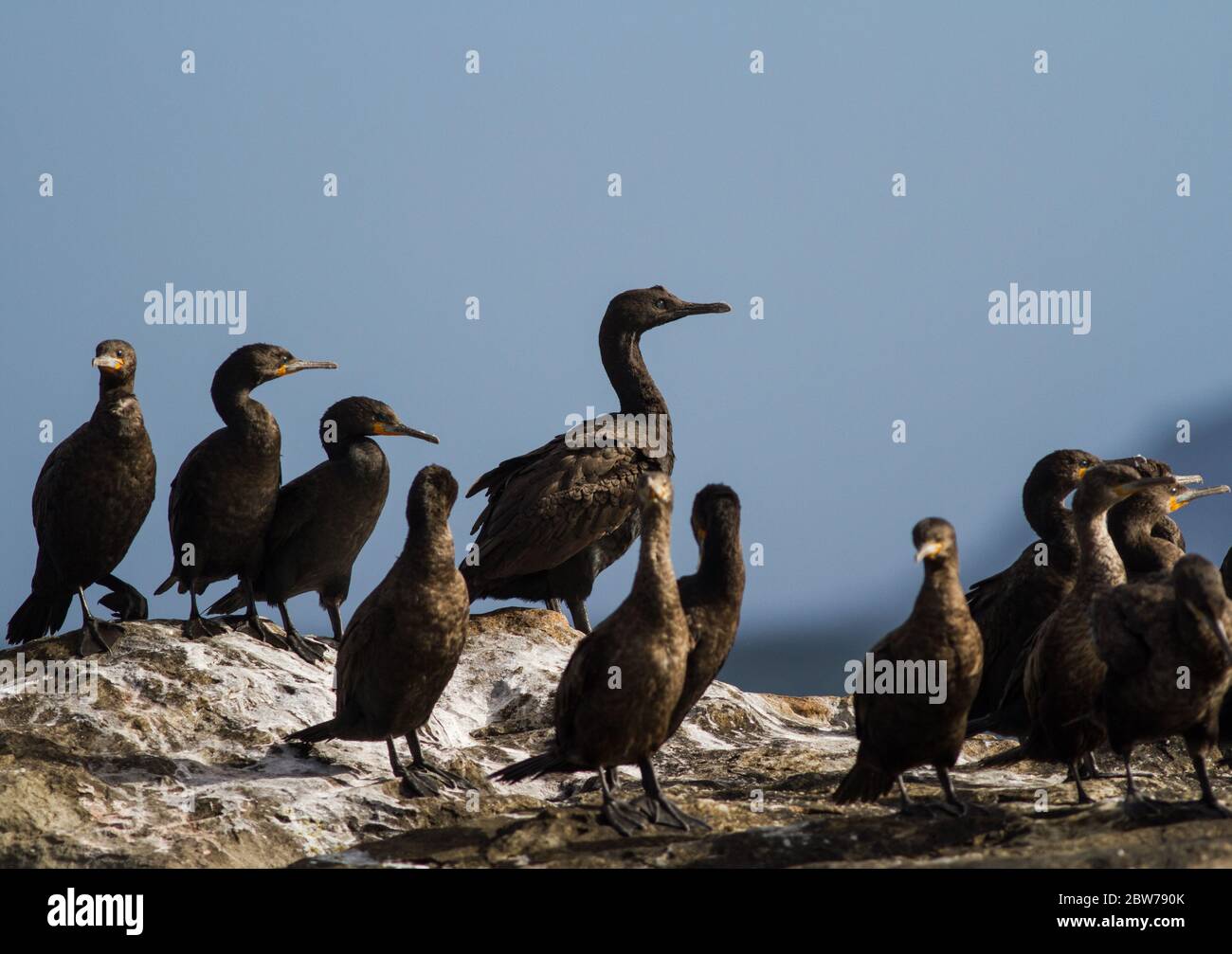Cormorant rare bird hi-res stock photography and images - Alamy