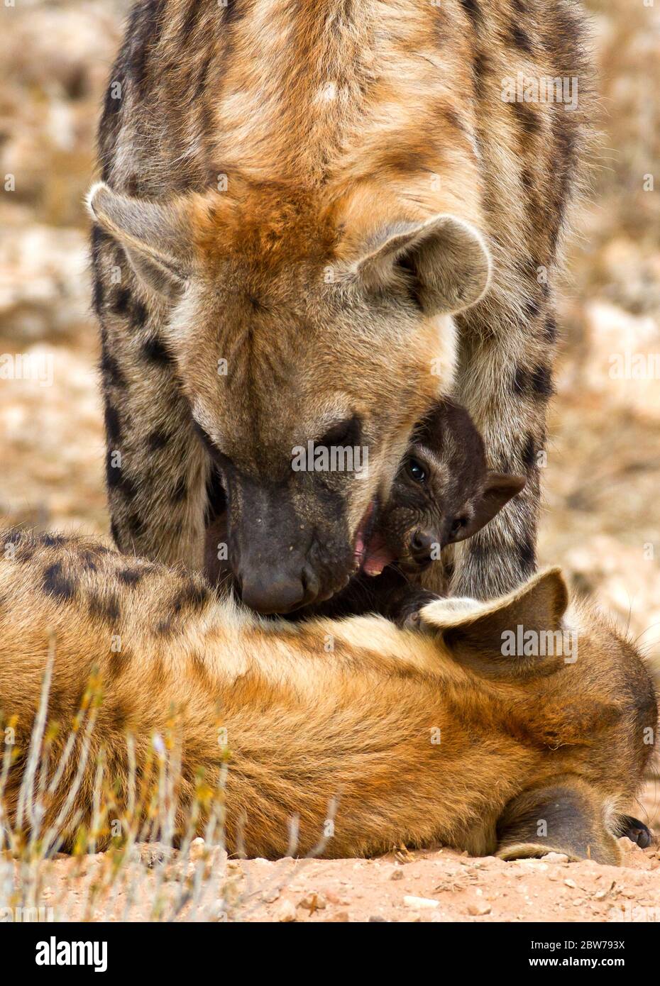 heyna and cubs africa, kgalagadi, kalahari Stock Photo - Alamy