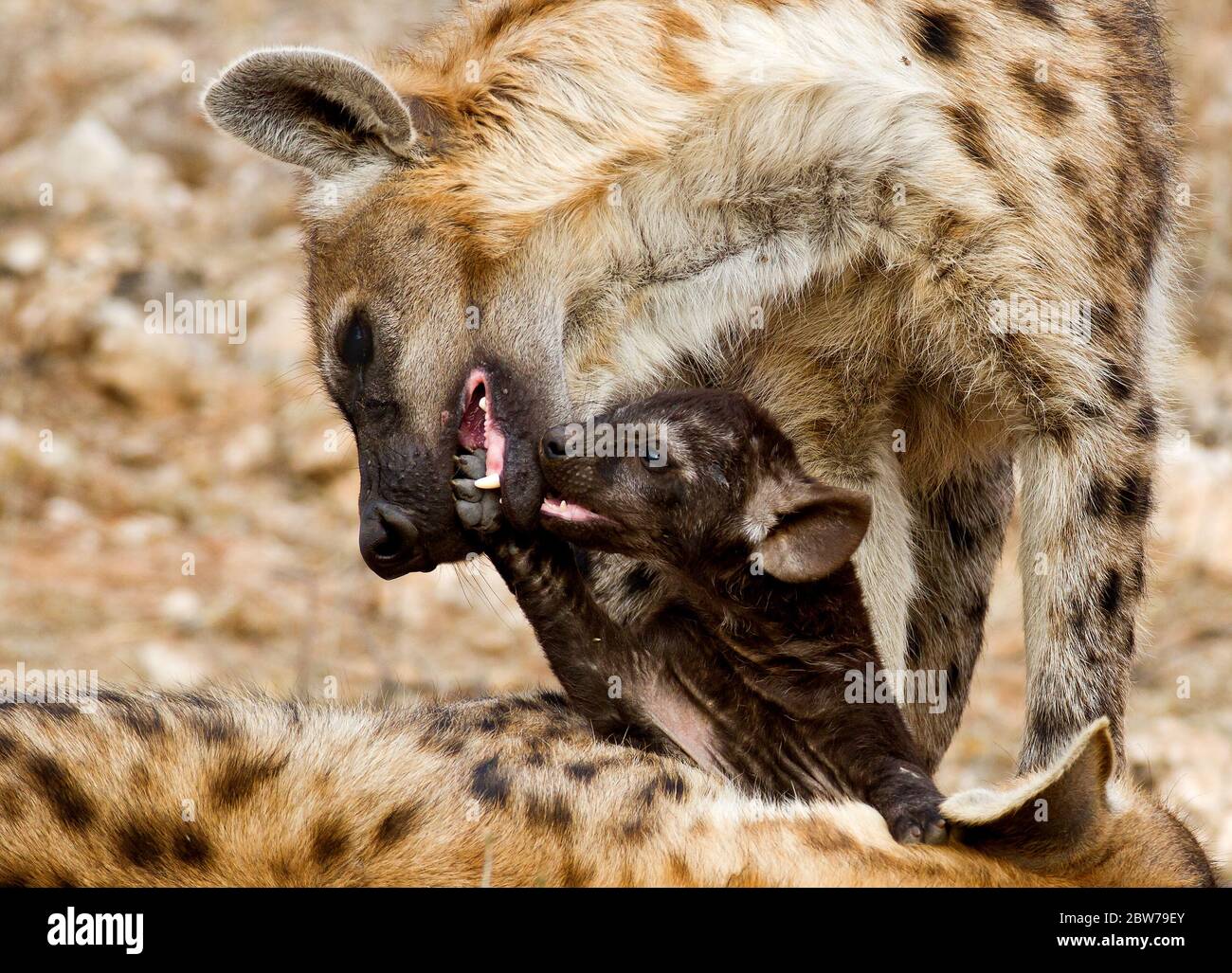 heyna and cubs africa, kgalagadi, kalahari Stock Photo - Alamy